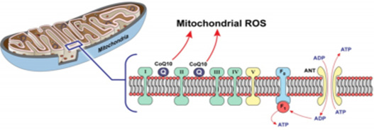 Coenzyme Q10 Test | İstanbul Laboratuvarları